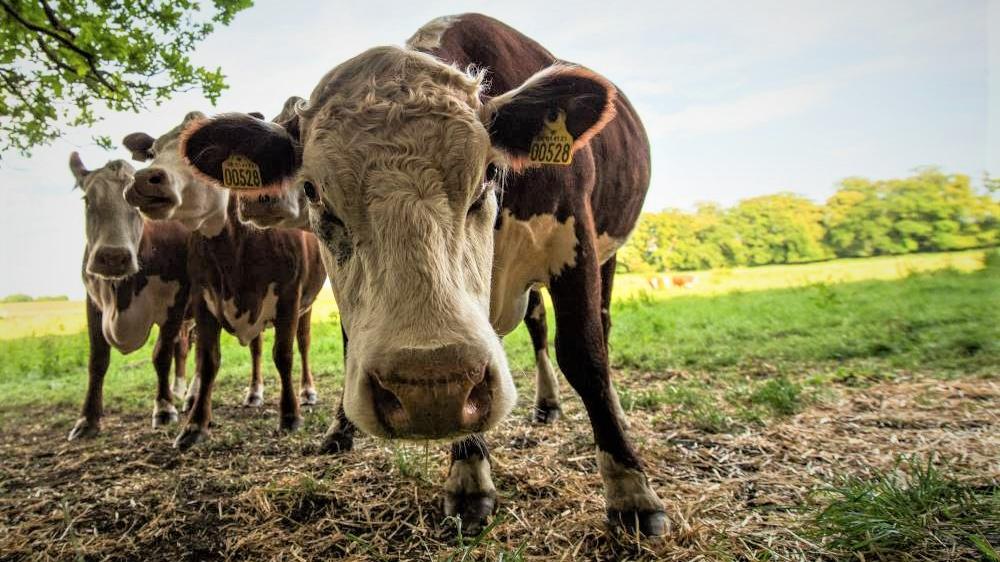 Could cow stomachs solve plastic recycling? - RecycleKiwi